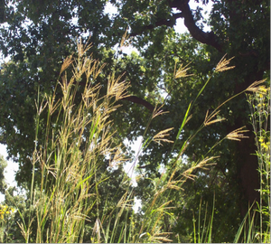 Species of the Month, August 2014: Big Bluestem — Forest Park Forever