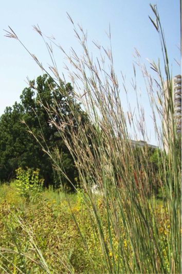 Species of the Month, August 2014: Big Bluestem — Forest Park Forever