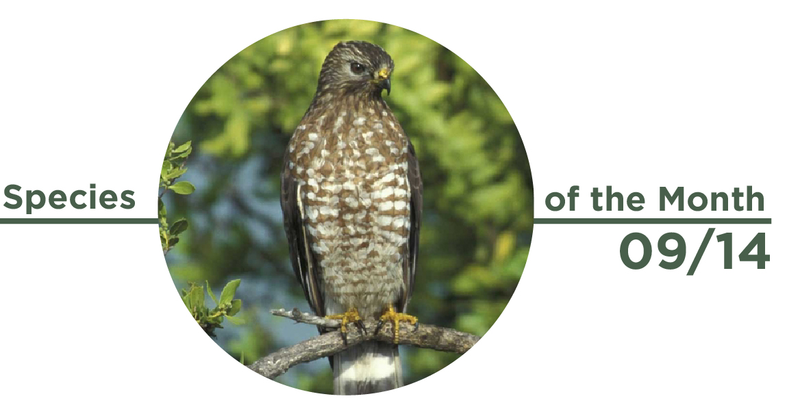 Species of the Month, September 2014: Broad-Winged Hawk — Forest Park ...