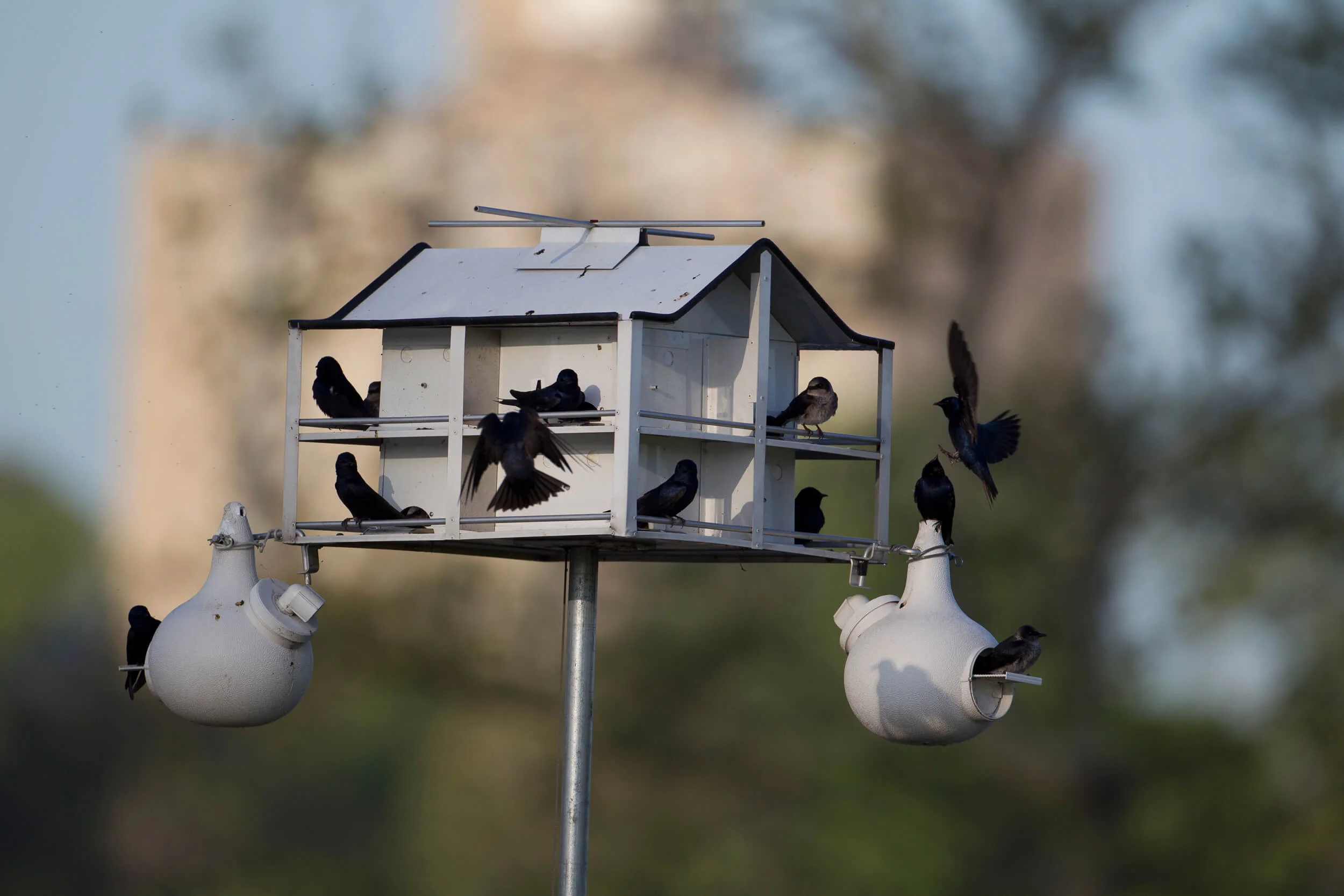 Flight Plan: John Miller’s Passion for Purple Martins and Forest Park ...