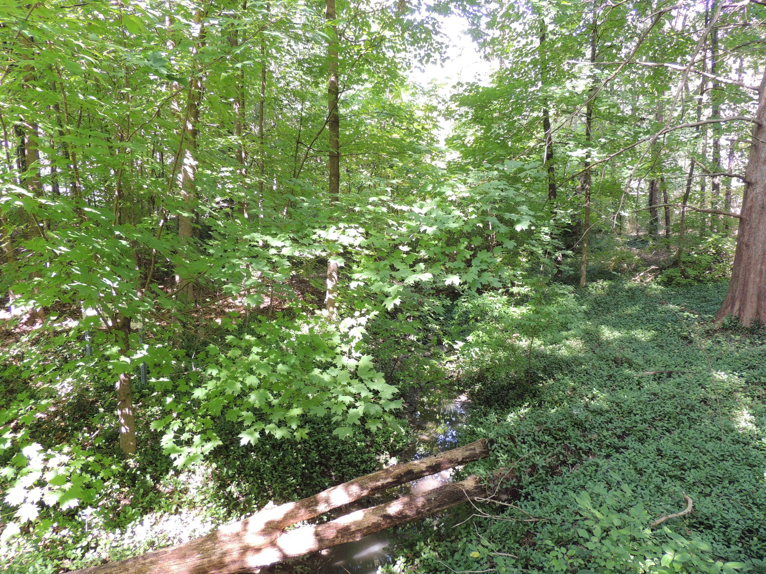 Toward a Better Forest: Volunteers Join FPF Staff to Restore 3 Acres of ...