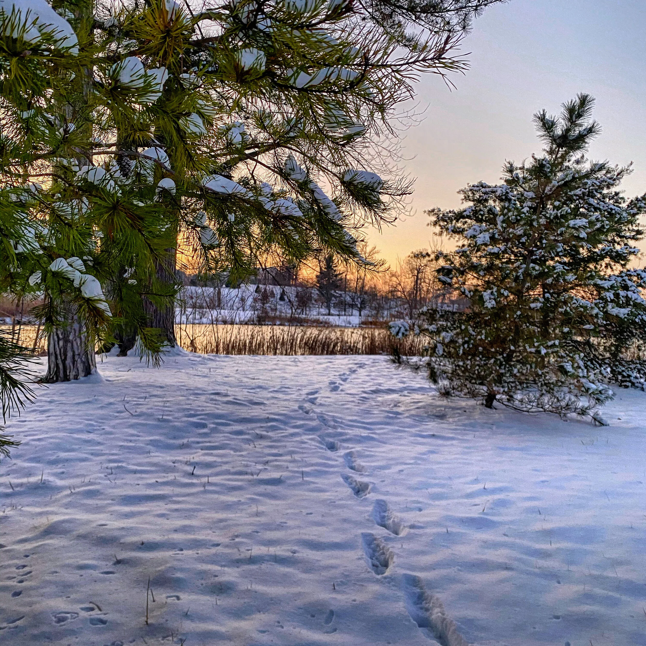 Best Spots to Photograph in Forest Park + Expert Tips — Forest Park Forever