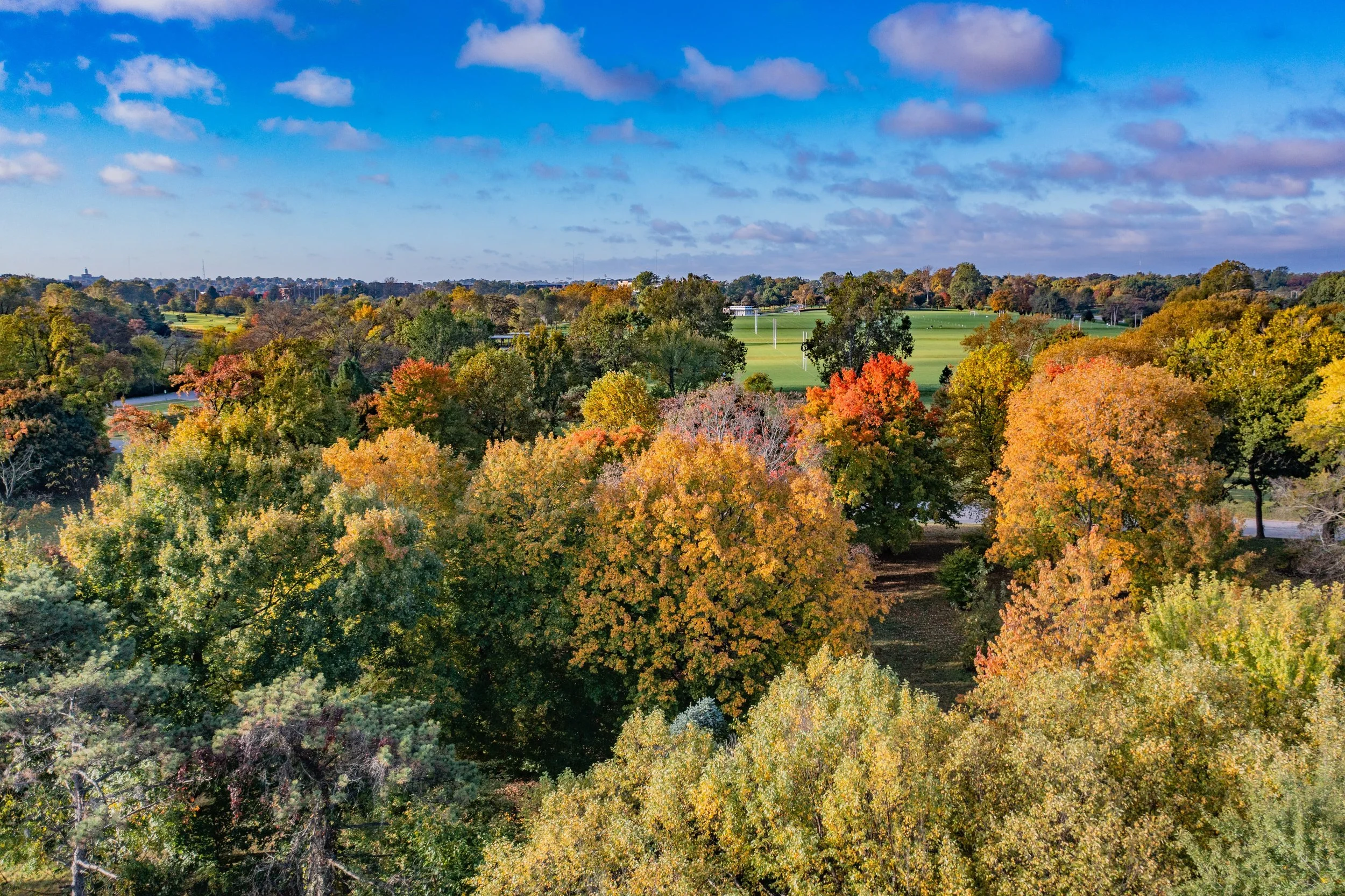 7 Spots to Watch the Magic of the Trees in Forest Park — Forest Park ...