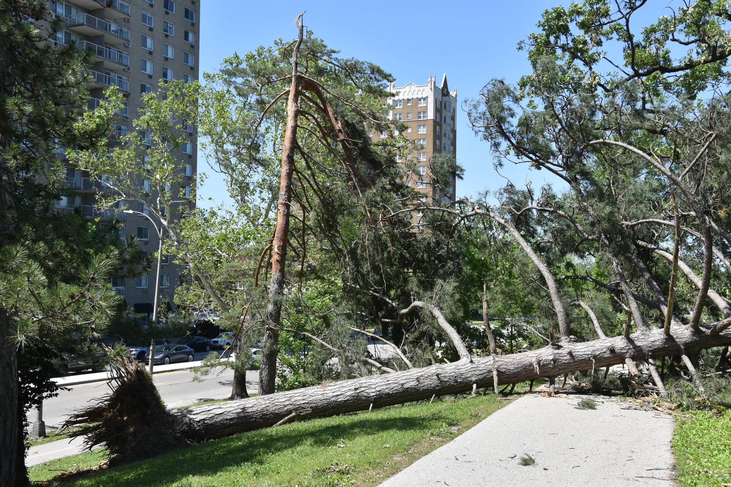 Tornado Recovery — Forest Park Forever
