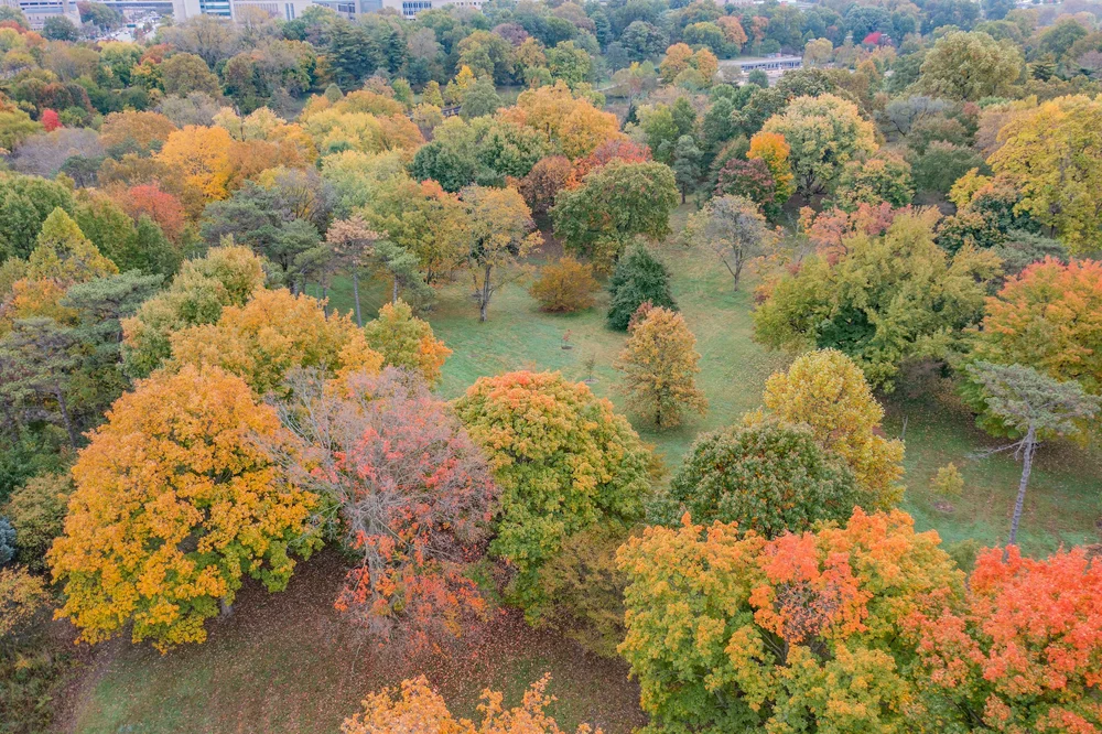 The Wonderful Trees in Forest Park — Forest Park Forever