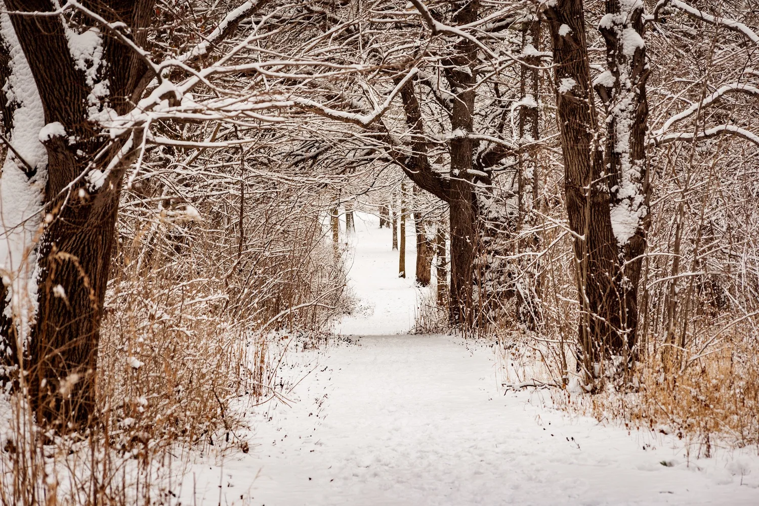 Your Magical Forest Park Winter Guide — Forest Park Forever