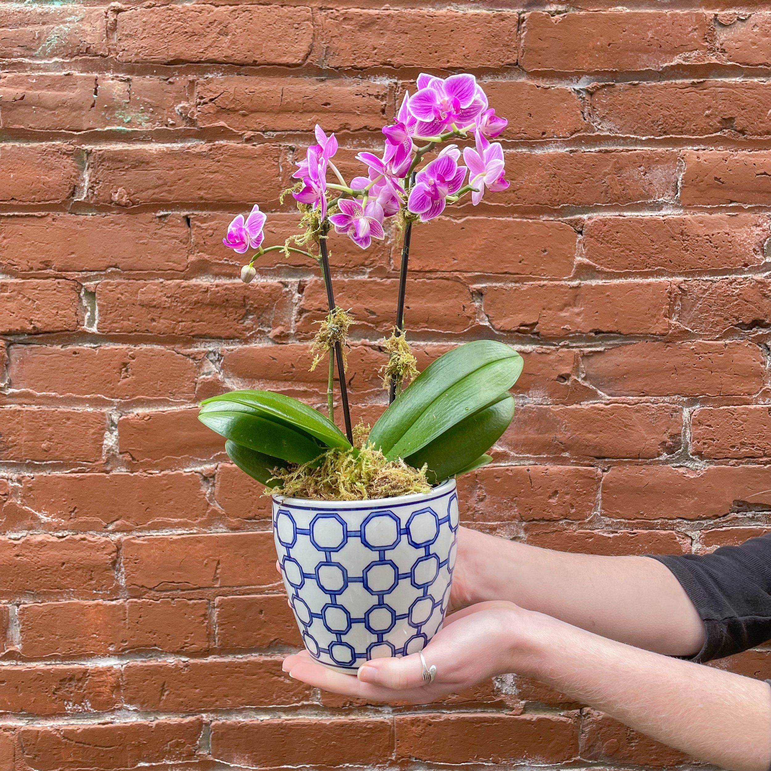 passionflower | Florist, Gifts, Eugene, Oregon