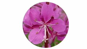 Fireweed Glass Studio