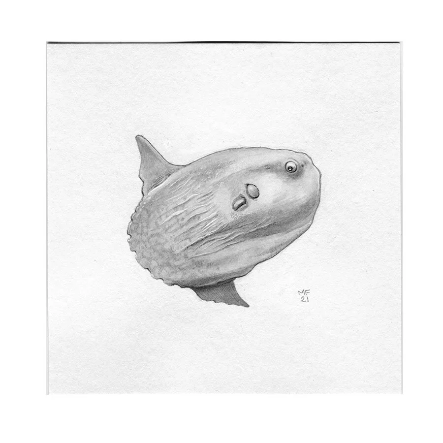 Mola Mola Drawing