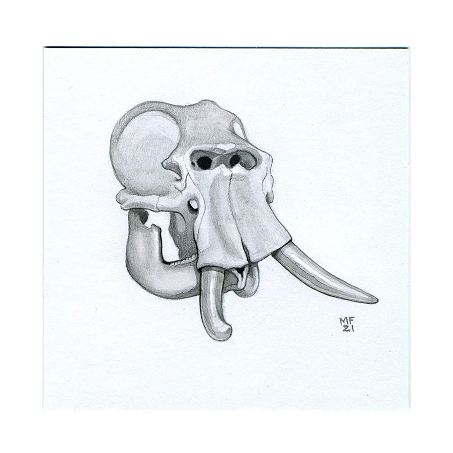 Elephant Skull Drawing