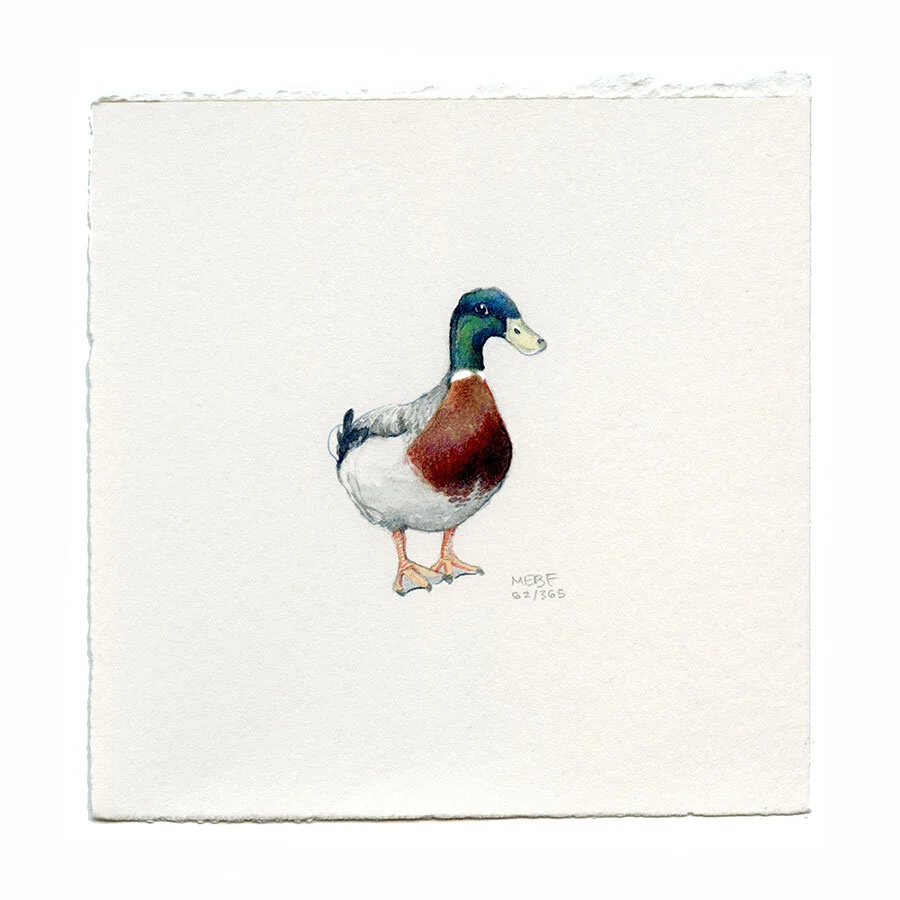 Mallard Duck Drawings