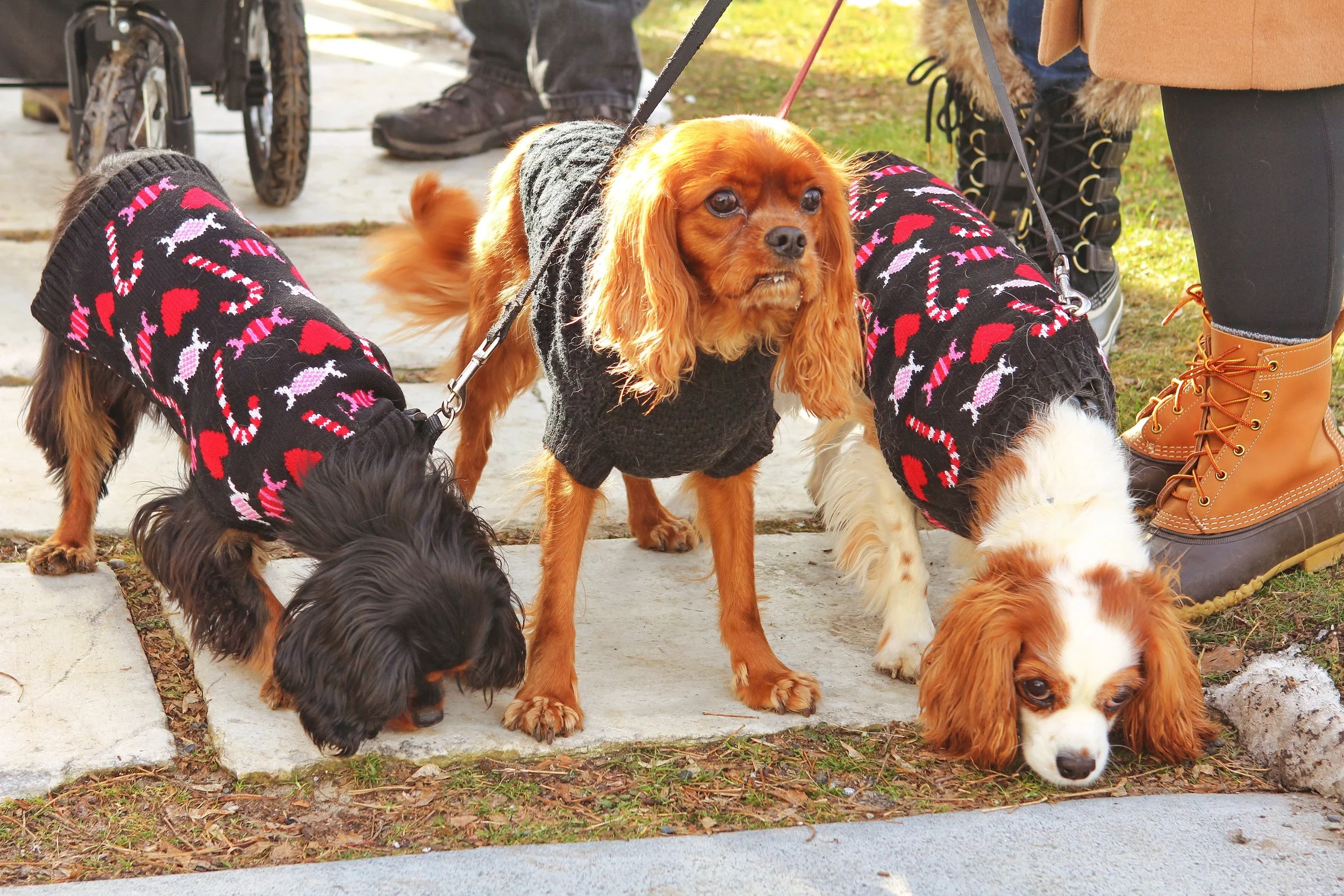 Doggie Slumber Parties — The Wilburton: Destination Weddings ...