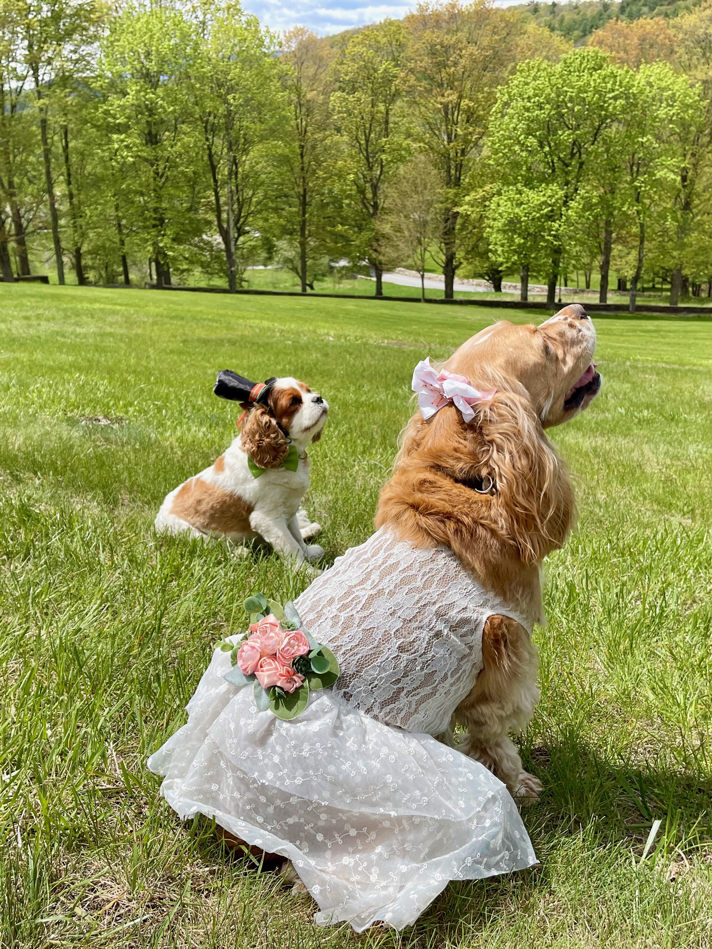 Dog Friendly Weddings — The Wilburton: Destination Weddings ...