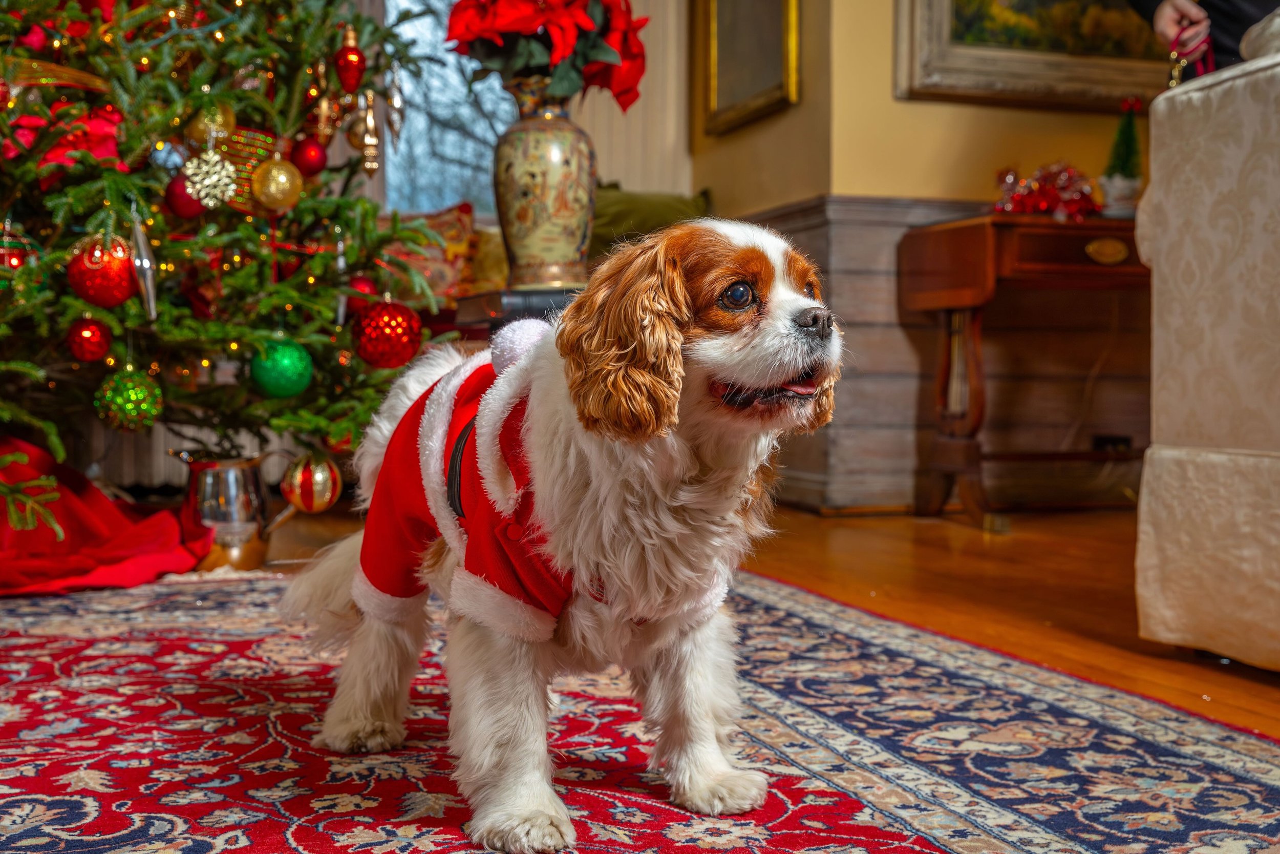 Canine Christmas Doggie Slumber Parties — The Wilburton: Destination ...