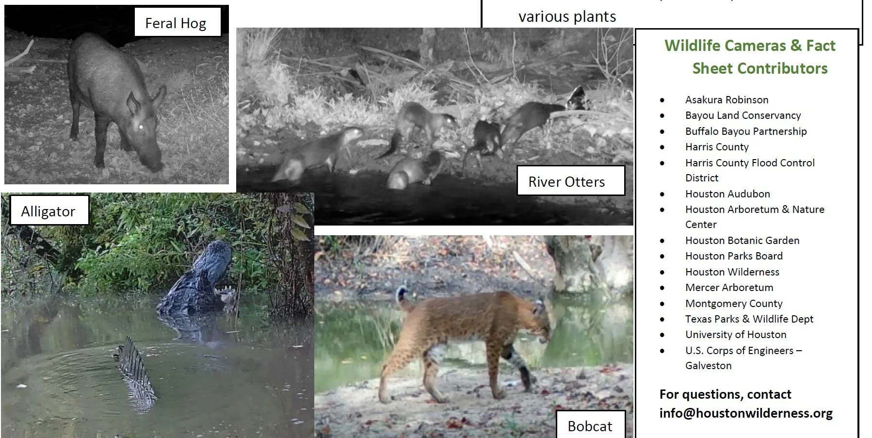 Regional Wildlife Assessment & Info Fact Sheet (2022) — Houston Wilderness