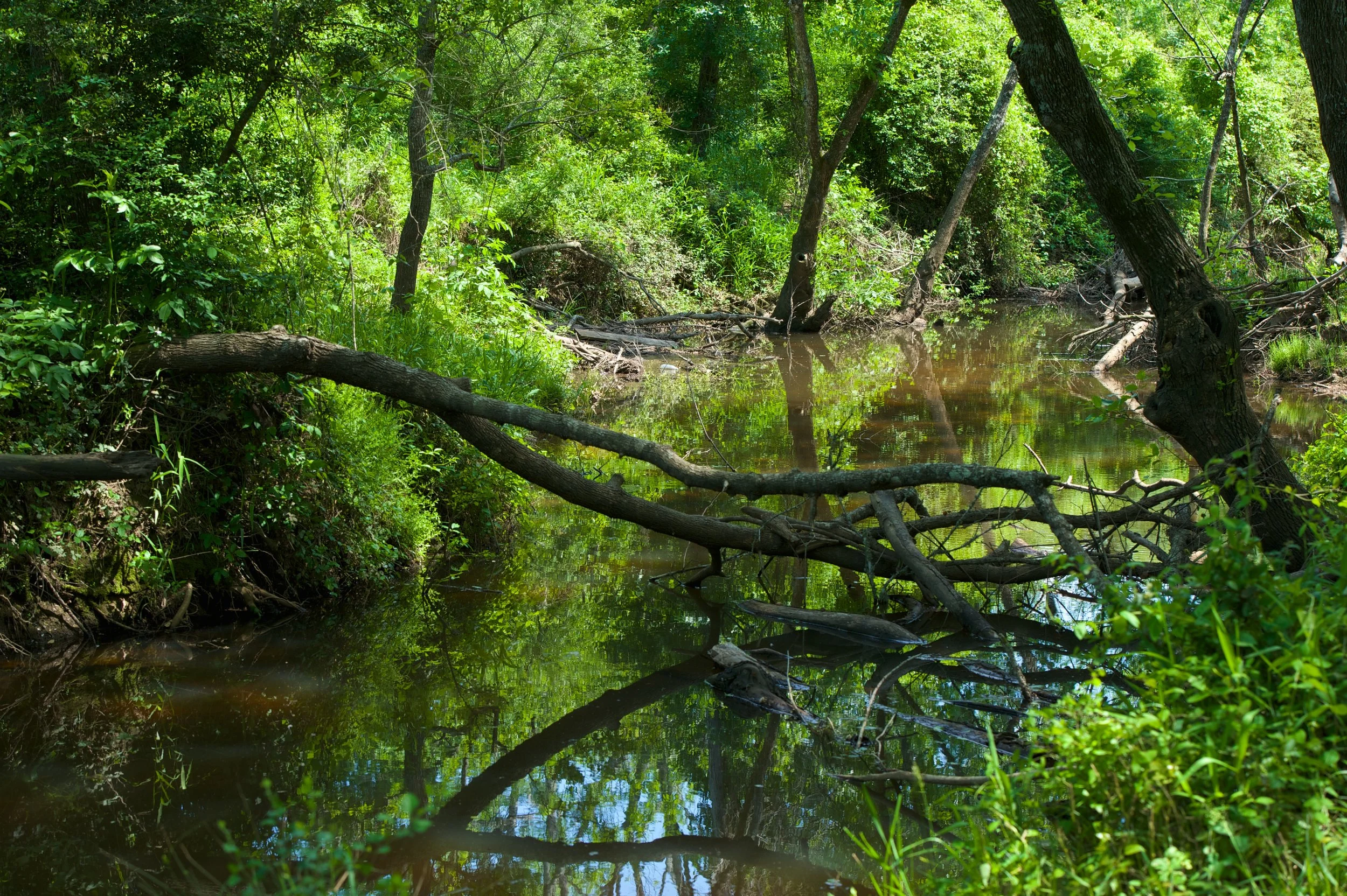 Houston Wilderness