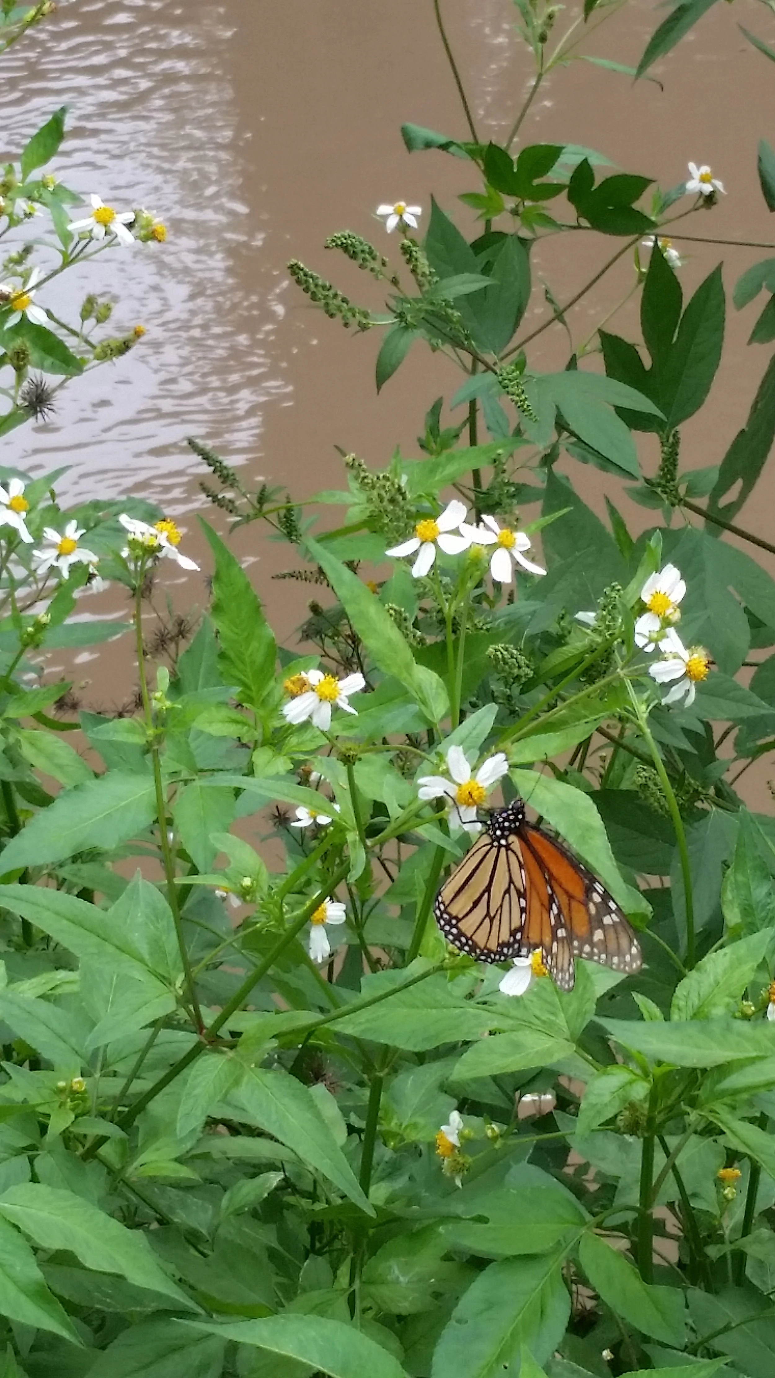 Texas Monarch Flyway Strategy (TxMFS) Program — Houston Wilderness