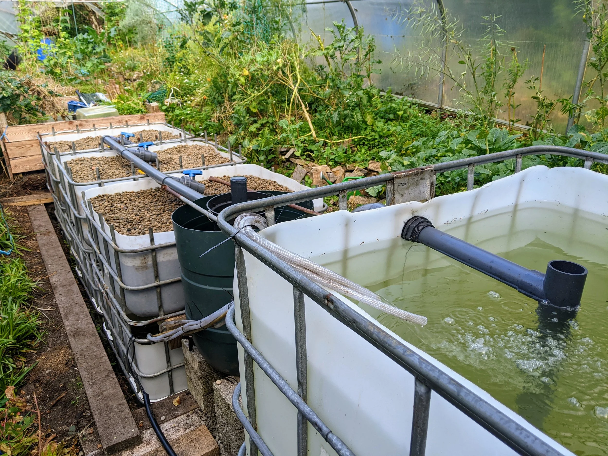 Rebuilding an Aquaponics System — tylerjdisney
