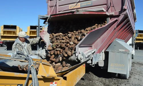 Potato Harvest in Action — Cal-Ore Produce