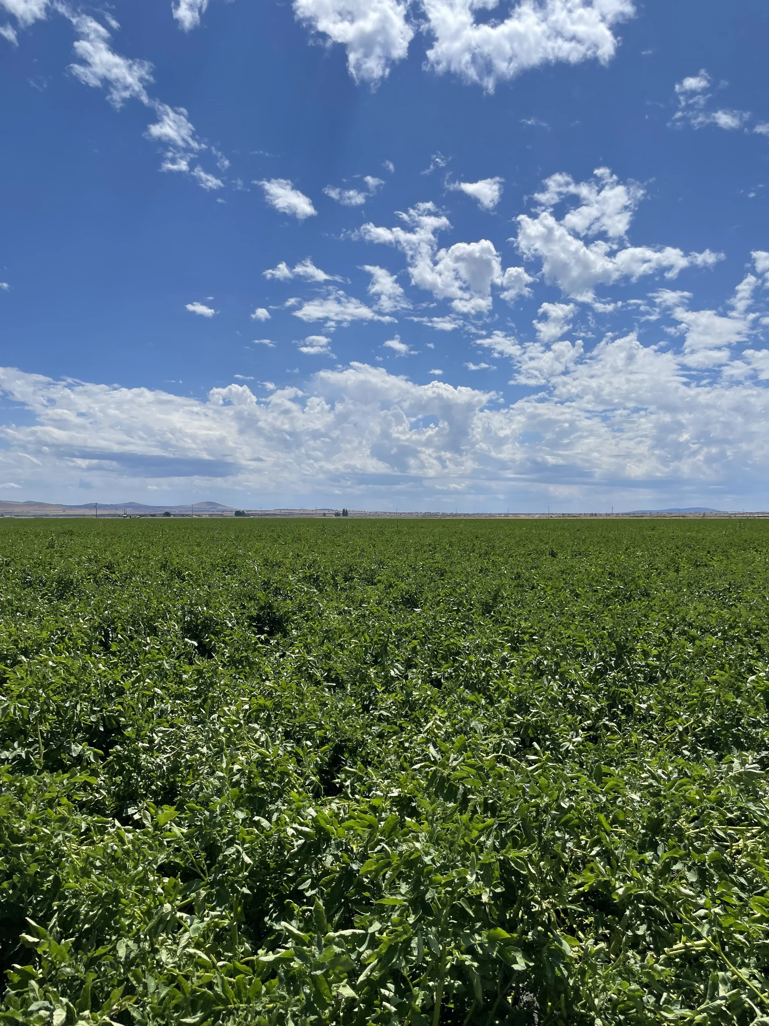 Our Potatoes — Cal-Ore Produce