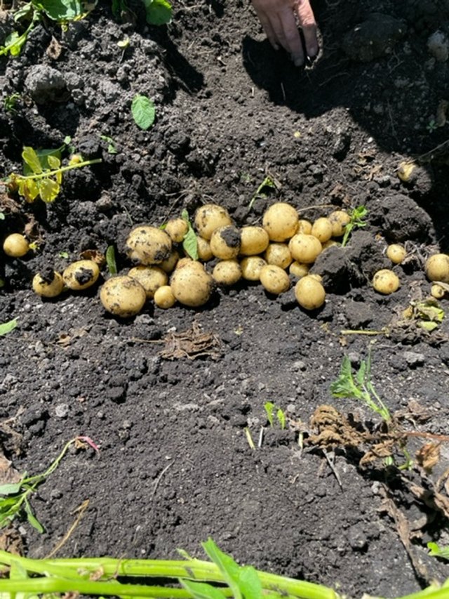 Our Potatoes — Cal-Ore Produce