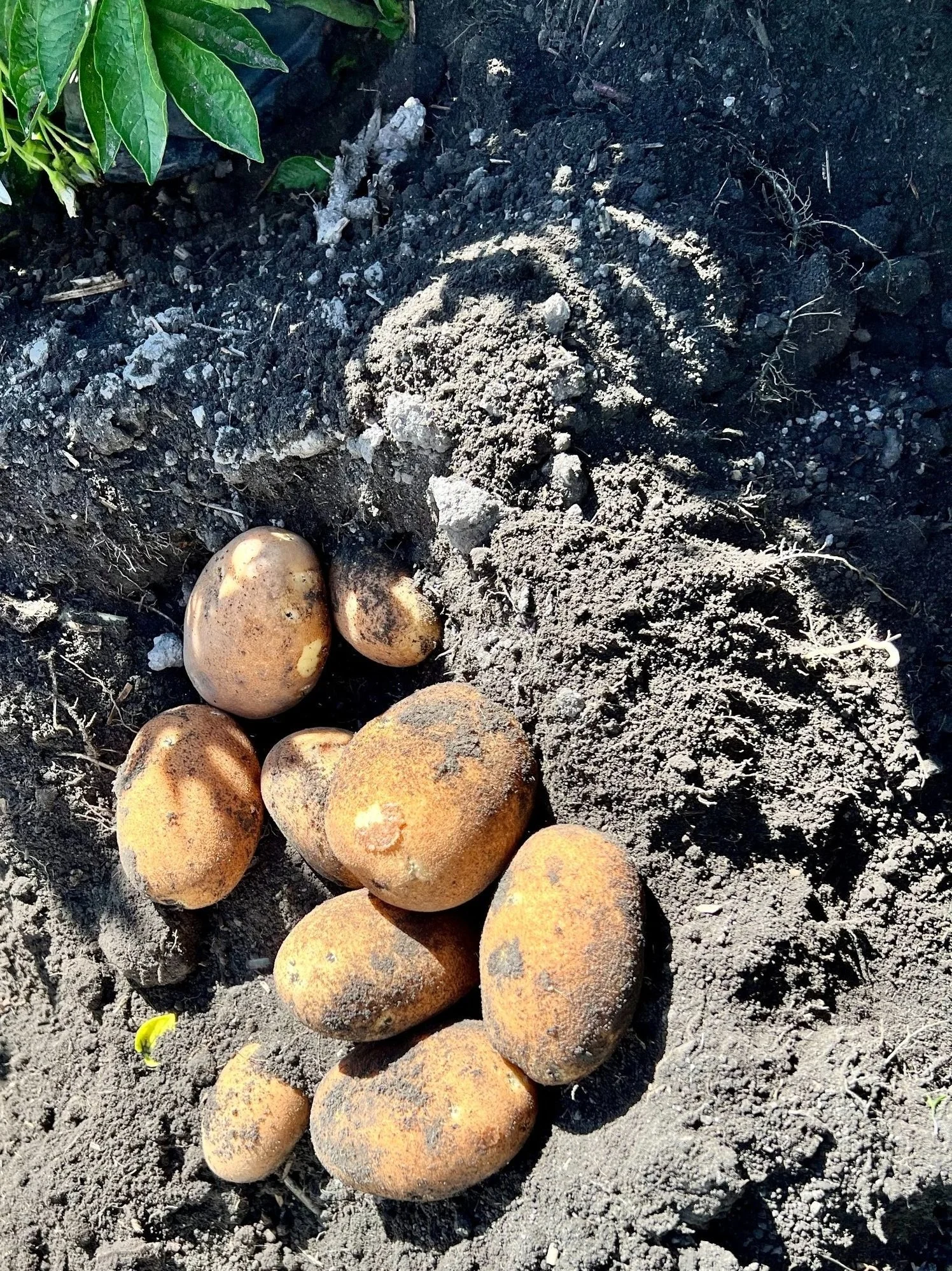 Our Potatoes — Cal-Ore Produce
