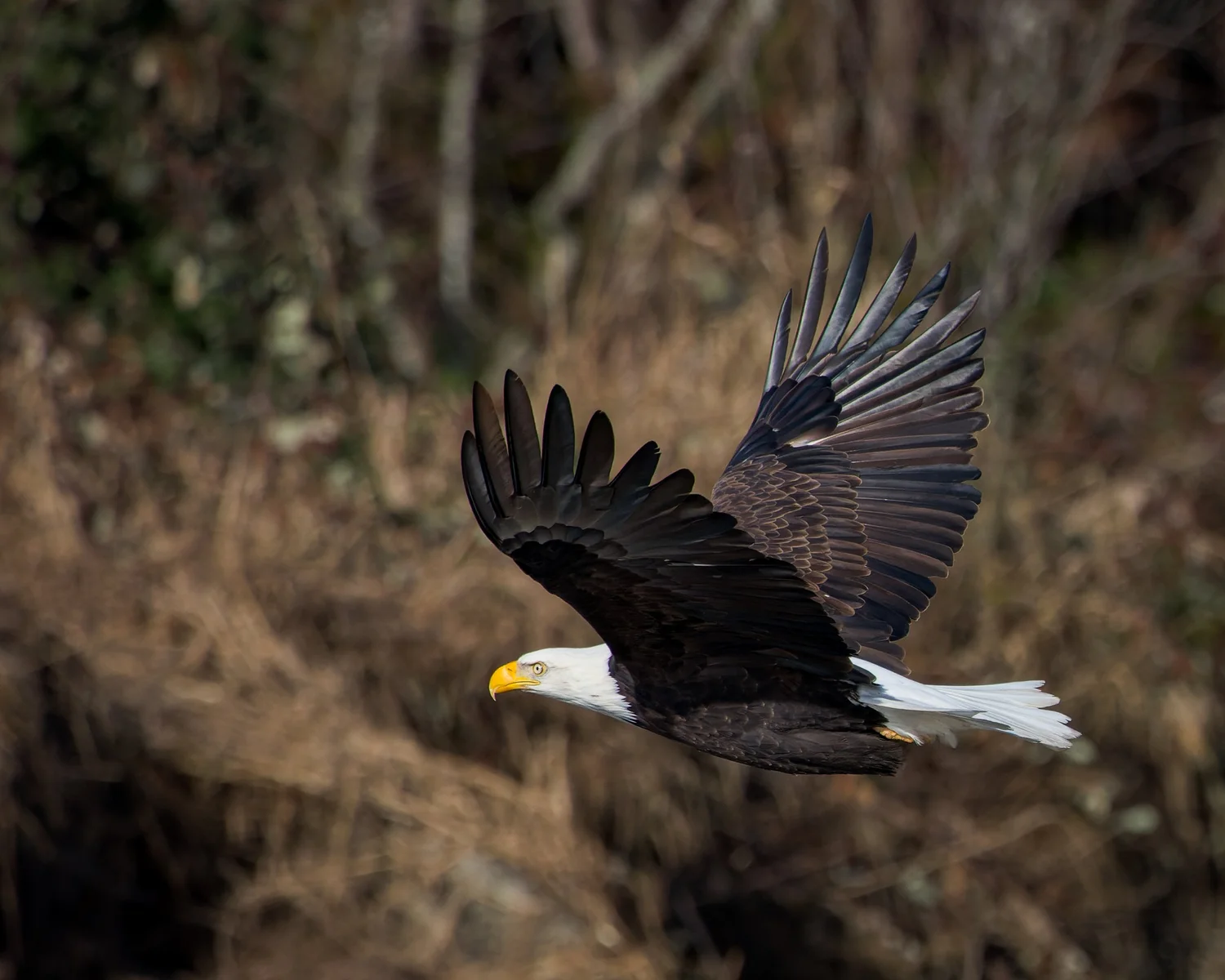 Washington State’s Eagle Migration — Triad River Tours | Whitewater ...