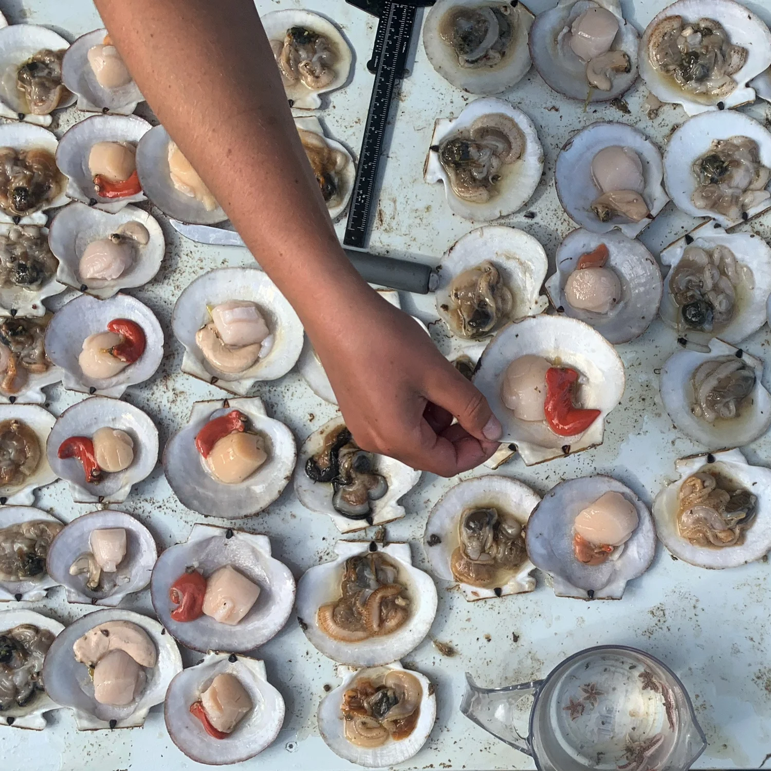 Aquaculture Workshops — Hurricane Island Center for Science and Leadership