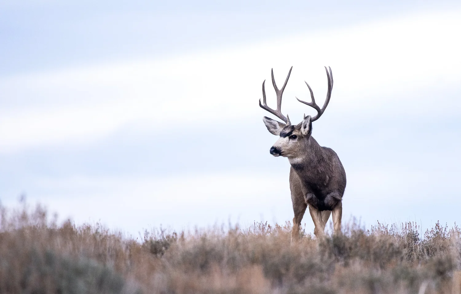 Mule Deer Wallpaper Hd