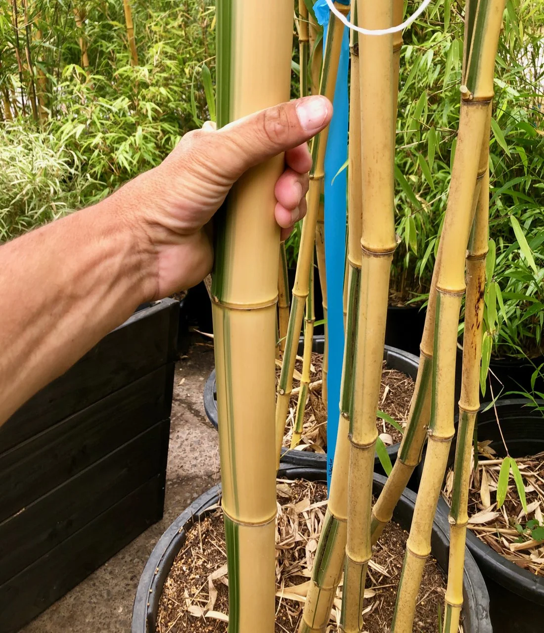 Phyllostachys vivax 'Huanwenzhu' inversa — Bamboo Collective Plant Nursery