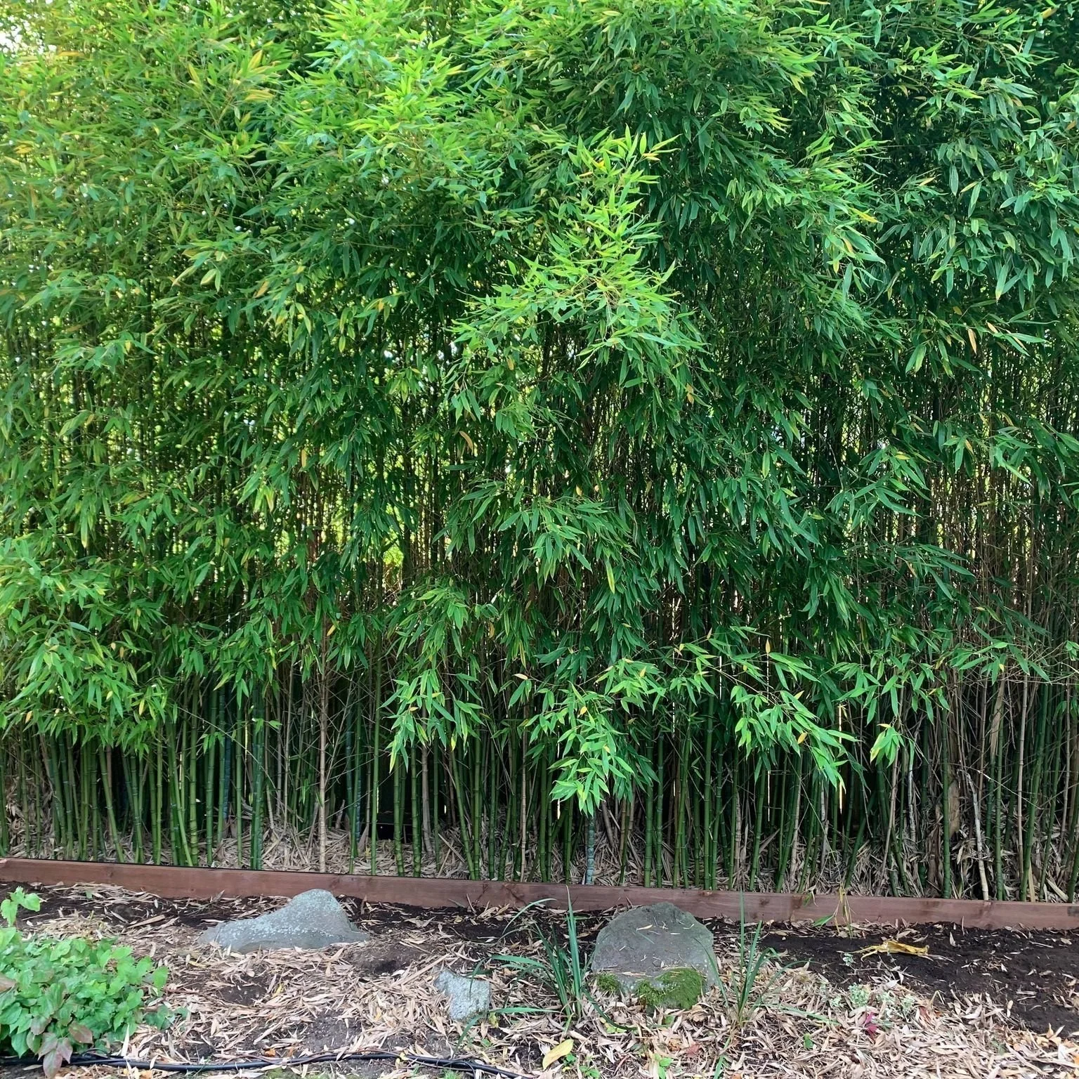Bamboo Plant Care and Maintenance — Bamboo Collective Plant Nursery