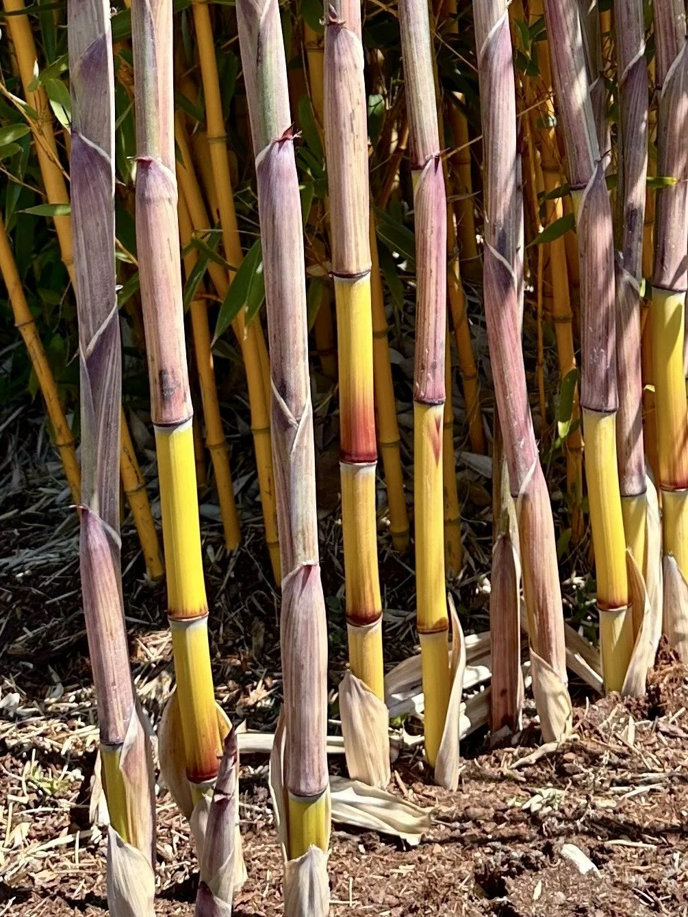 Bamboo Plant Nursery and Consultation