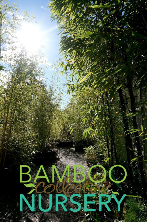 Bamboo Plant Nursery and Consultation