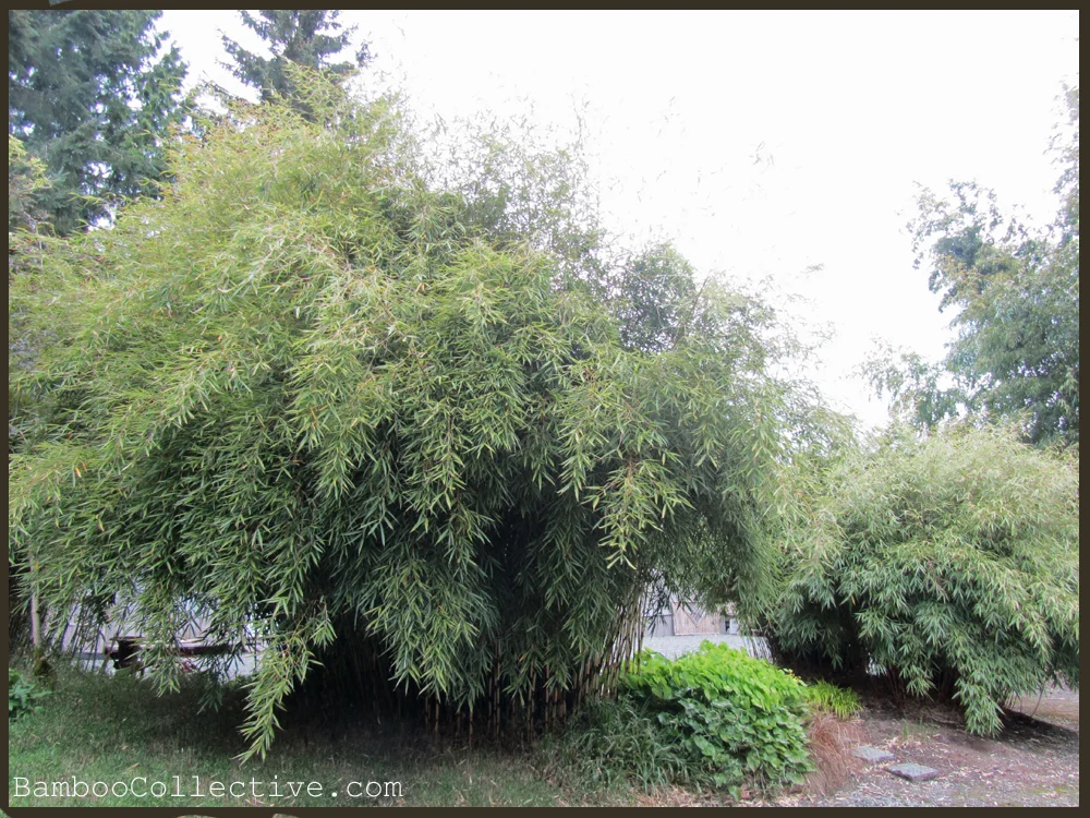 Fargesia robusta — Bamboo Collective Plant Nursery