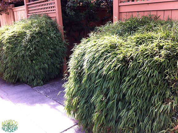 Fargesia rufa clumping bamboo for sale, Seattle WA — Bamboo Collective ...