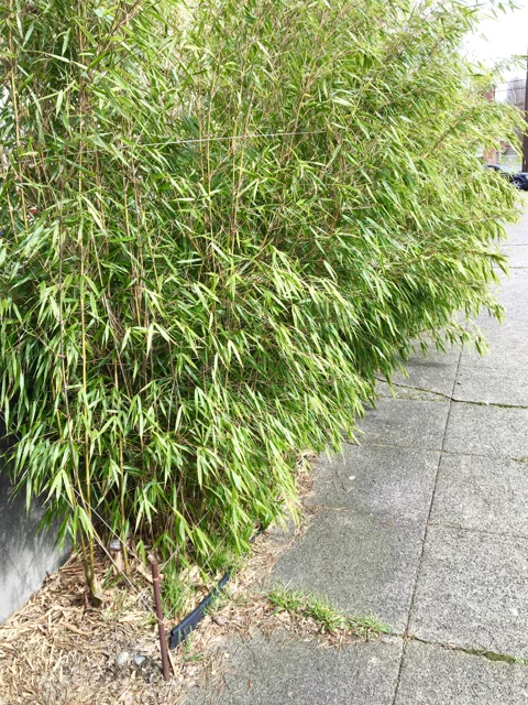 Fargesia scabrida, Seattle WA — Bamboo Collective Plant Nursery