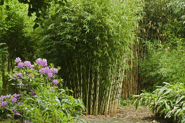 Fargesia robusta — Bamboo Collective Plant Nursery