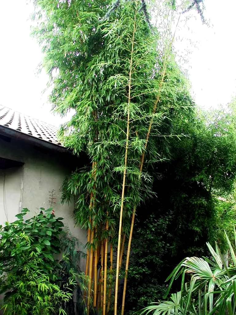 Ph vivax 'Aureocaulis' Seattle, WA 98177 — Bamboo Collective Plant Nursery