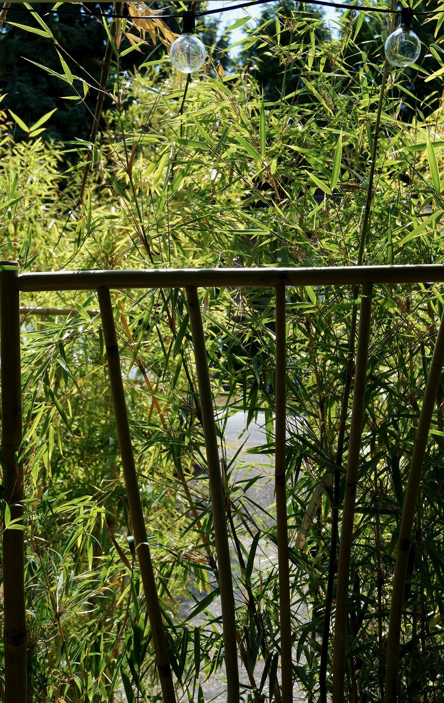 Fargesia robusta — Bamboo Collective Plant Nursery