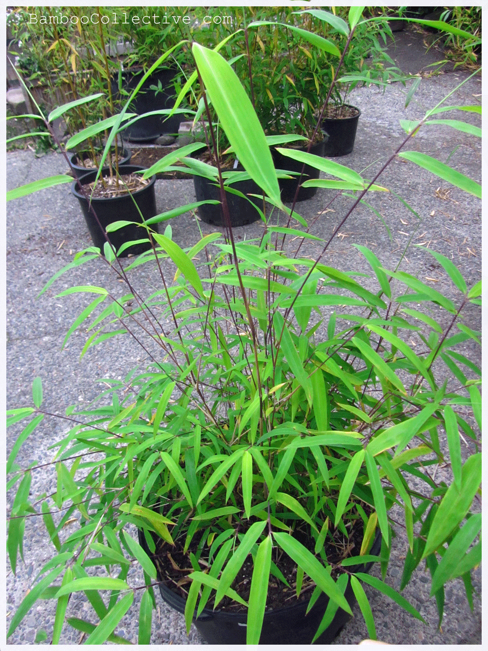 Borinda macclureana clumping bamboo — Bamboo Collective