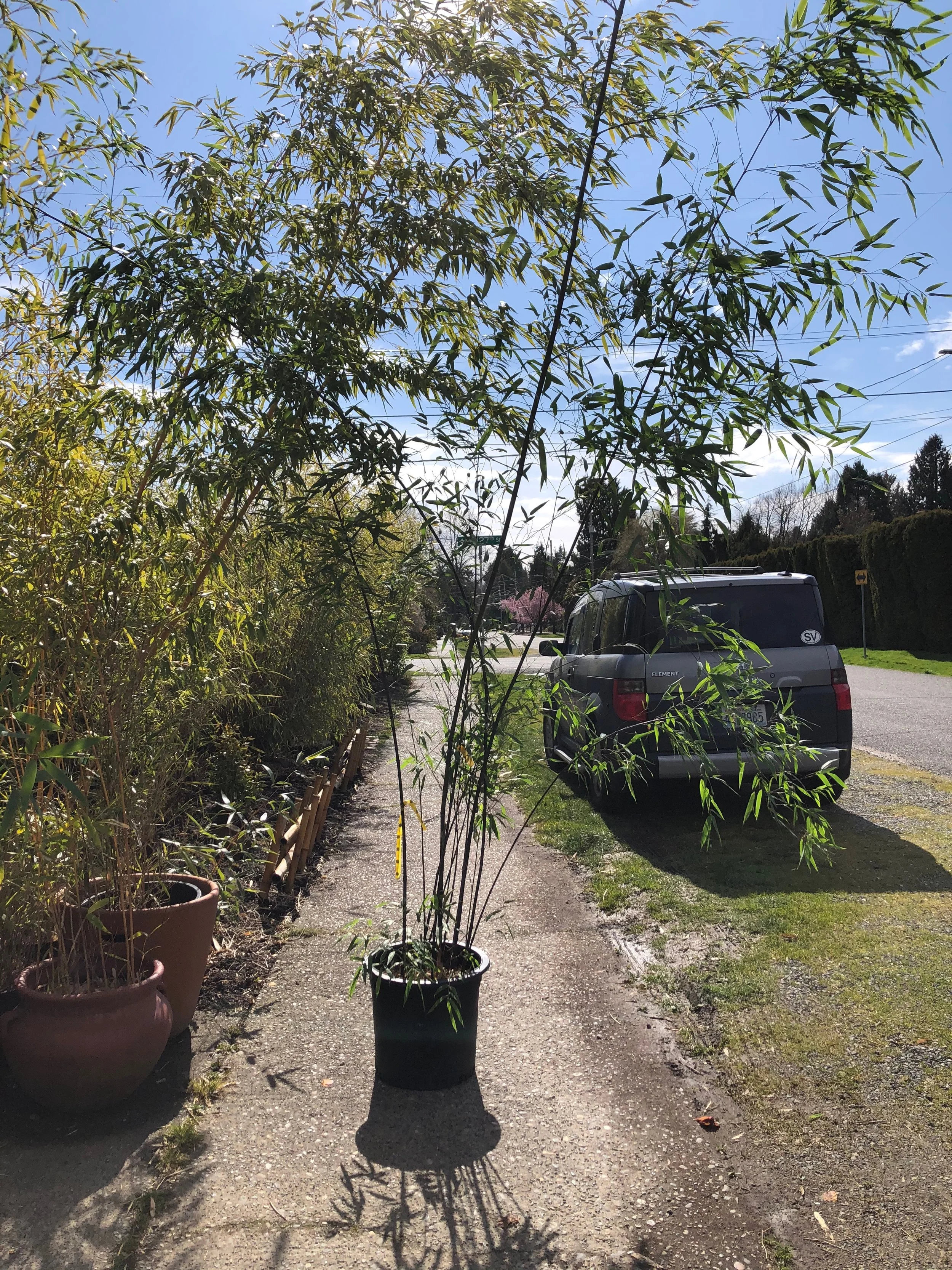 Potted Black Bamboo