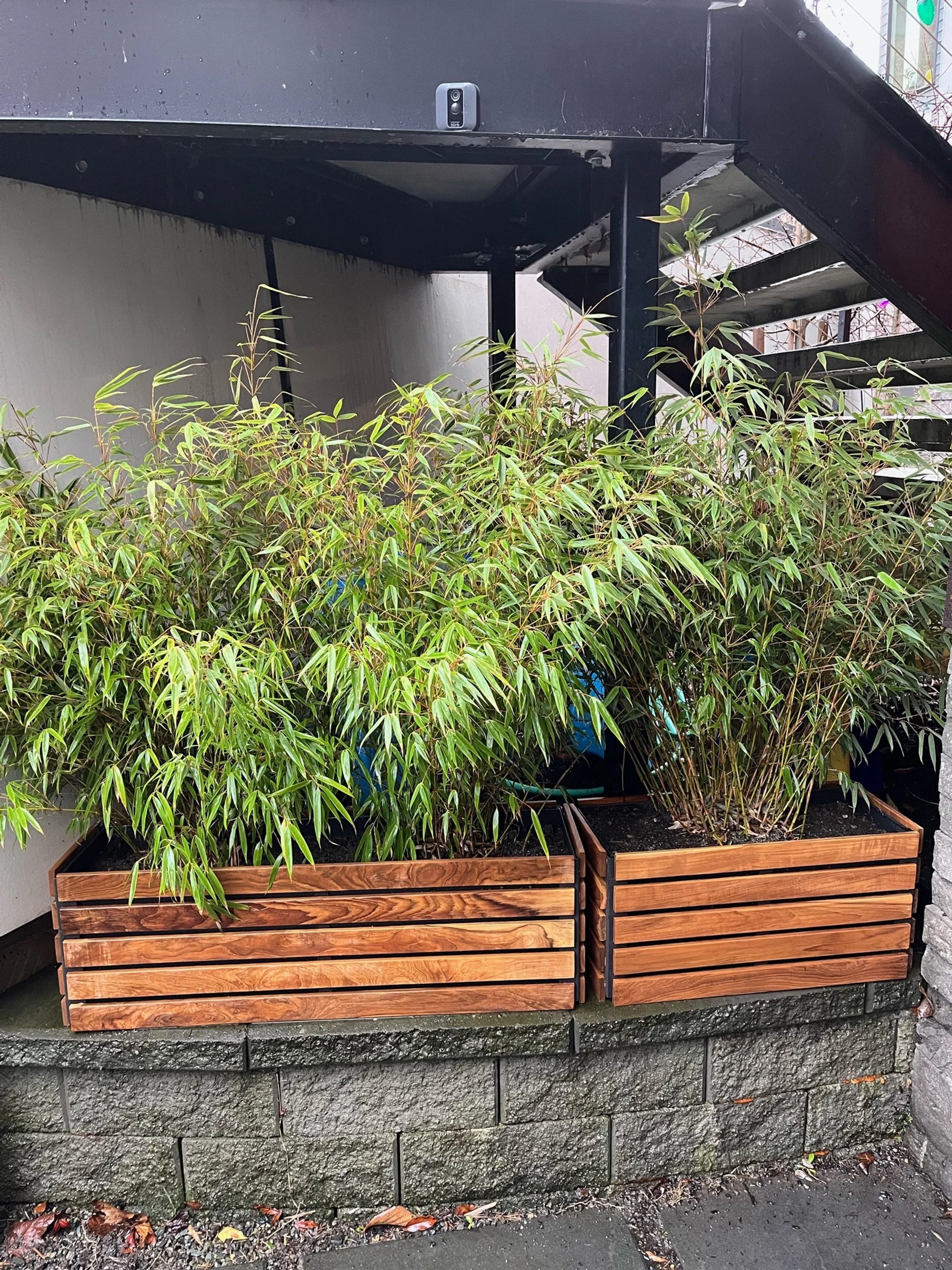 Fargesia rufa clumping bamboo for sale, Seattle WA — Bamboo Collective ...