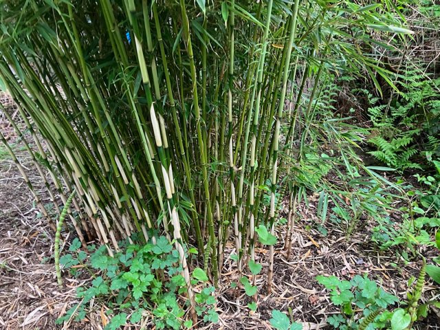 Fargesia robusta — Bamboo Collective Plant Nursery