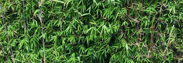 Bamboo Plant Selection, Seattle, WA — Bamboo Collective Plant Nursery