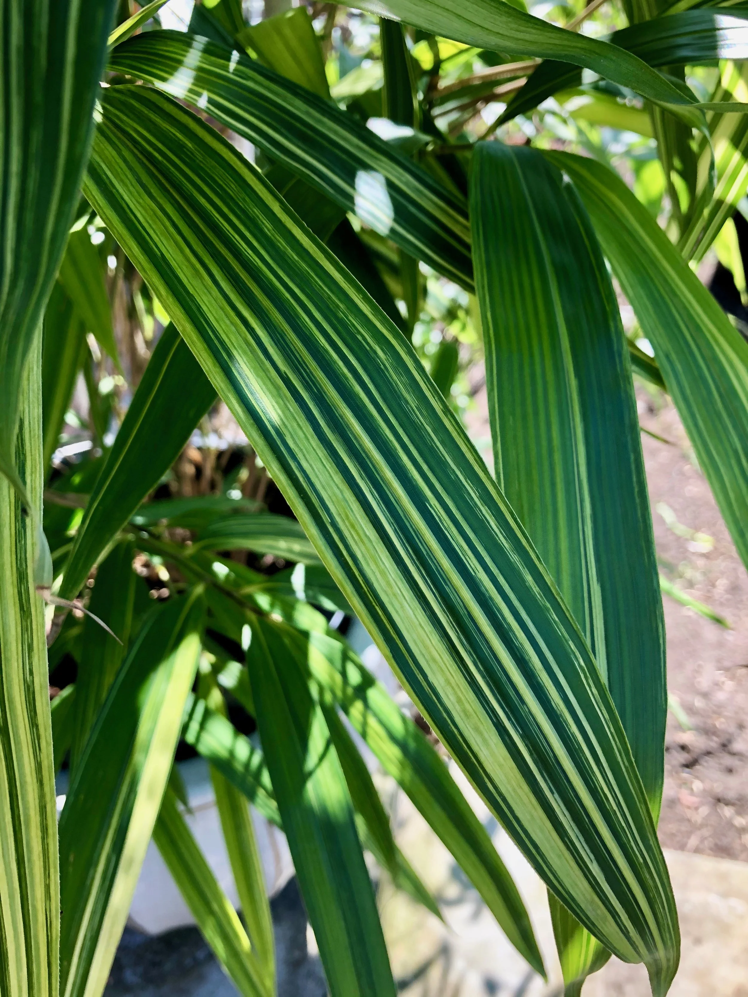 Bamboo Plant Nursery and Consultation