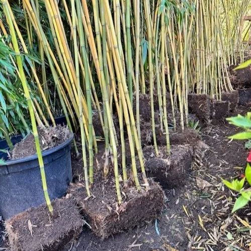 Bamboo Plant Care and Maintenance — Bamboo Collective Plant Nursery