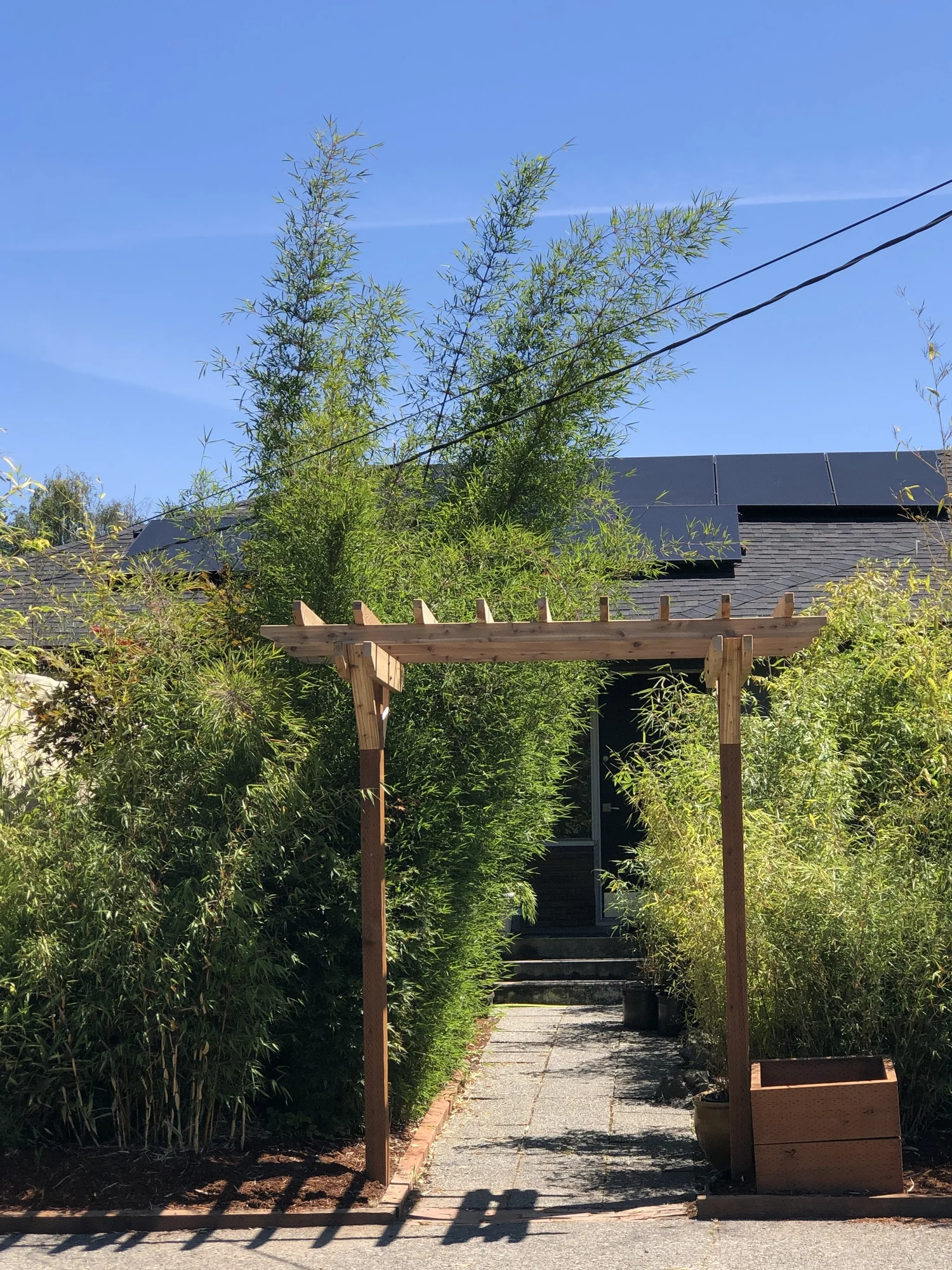 Bamboo Plant Nursery and Consultation