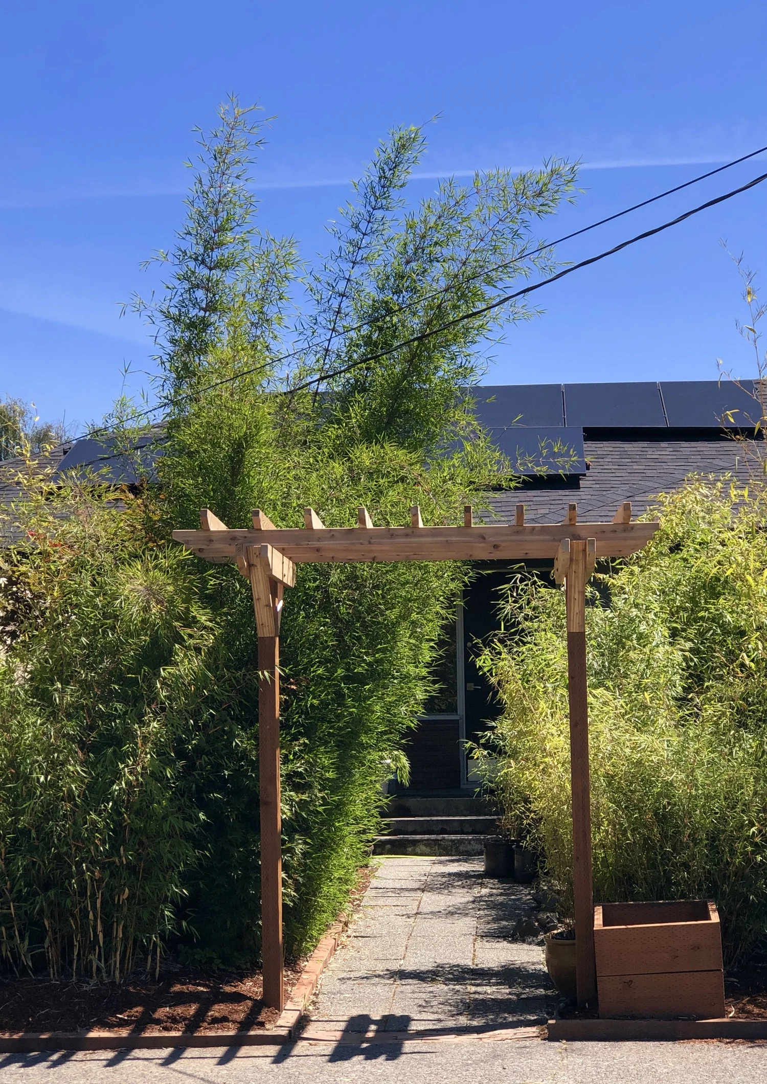 Borinda boliana, Seattle 98177 — Bamboo Collective Plant Nursery