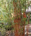 Fargesia jiuzhaigou 1 'Red Dragon' — Bamboo Collective Plant Nursery