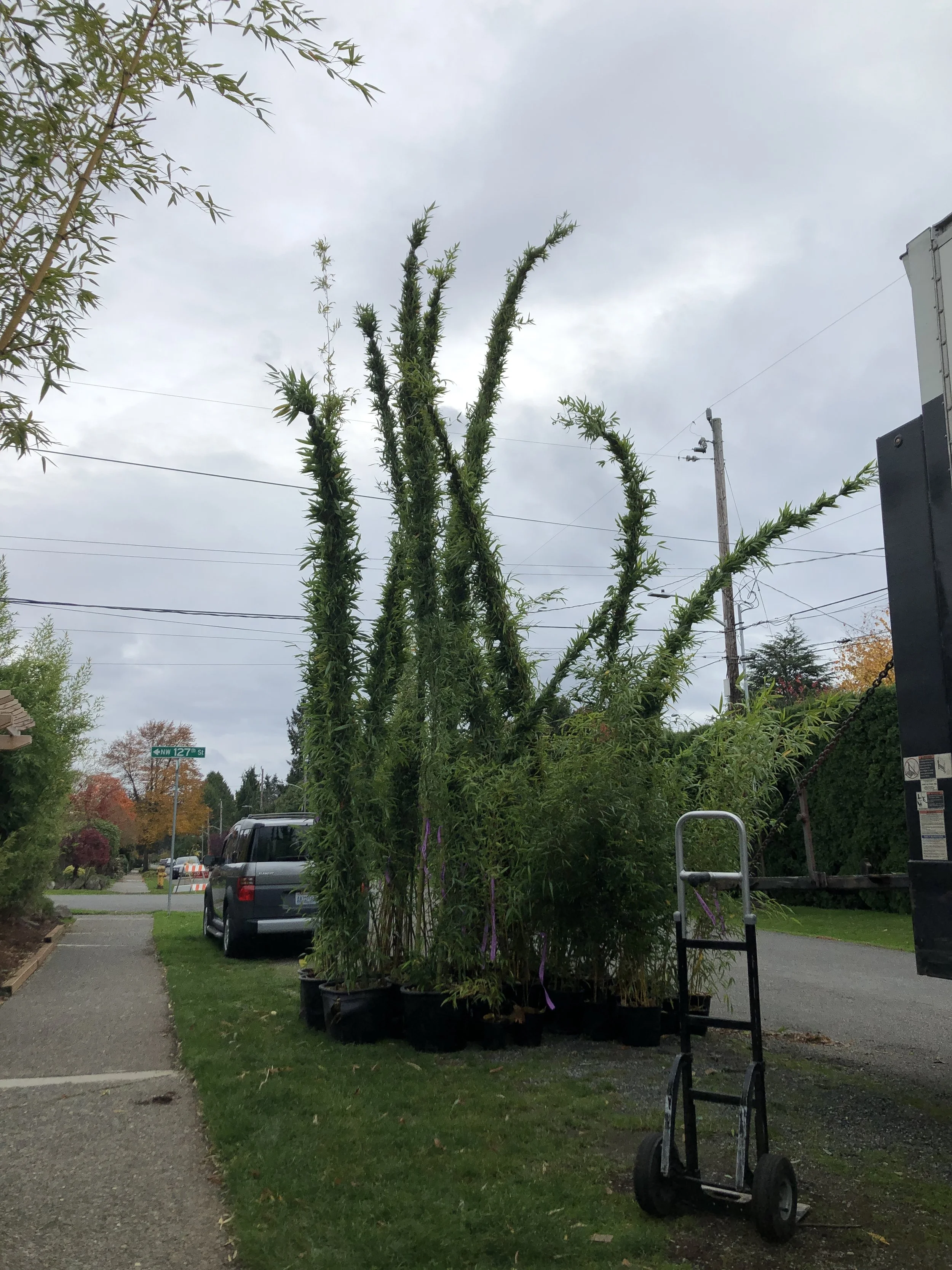 Bamboo Plant Nursery and Consultation